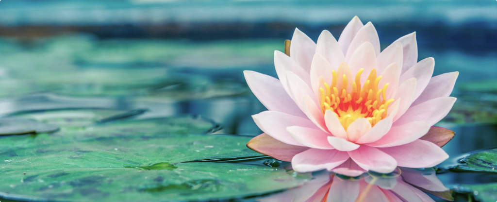 Arbor Wellness – Mental Healthcare